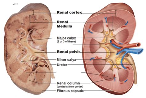 Renal Physiology Flashcards Quizlet