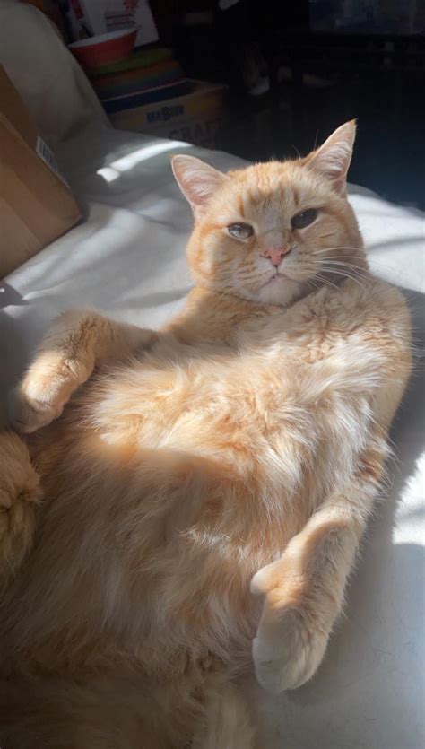 My Rat Cat Summer Recently Mastered Cursive Thanks To Her Thumbs Im