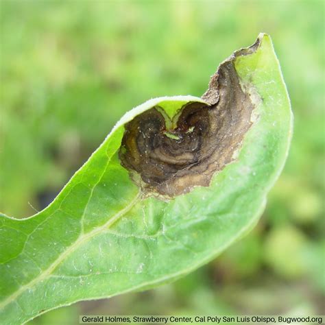 Gummy Stem Blight Usu