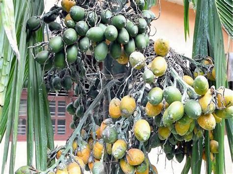 সুপারি চাষ সম্পর্কে বিস্তারিত জানতে চান এখানে ক্লিক করুন Betel Nut
