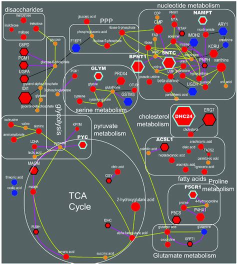 Integrated Biochemical Pathway Visualization For Metabolite And Download Scientific Diagram