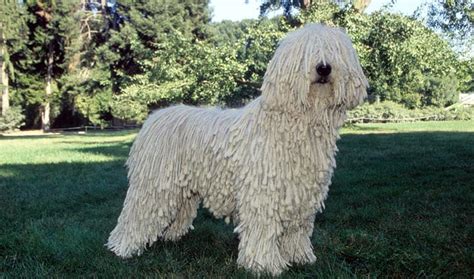 Komondor Breed Information Vetstreet Vetstreet