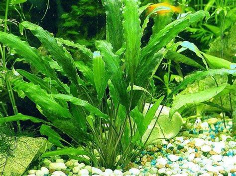 Zwartka Wendta Cryptocoryne Wendtii Opis Wymagania