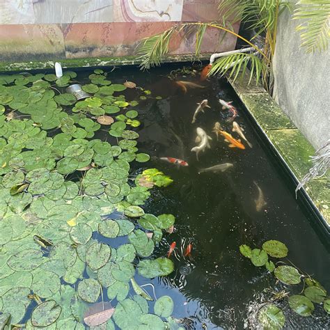 Directional Pest And Weed Cotrol