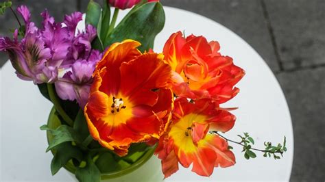 Pflanzen So Halten Ihre Tulpen Länger Frisch Ratgeber Wir In