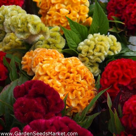 Cockscomb 600 Seeds Garden Seeds Market Free Shipping