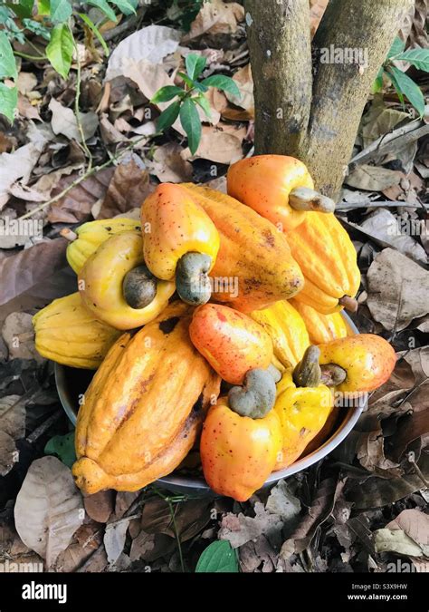 Cashew Fruit