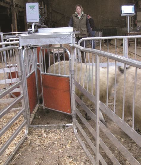 8 Sheep Management Automatic Drafting Crate Ideas Crates Automatic