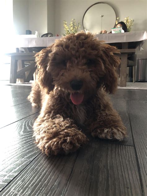 7 Month Old Cavapoo Doesnt Sleep Through The Night Anymore Need Help