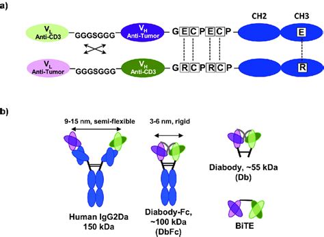 Generation And Optimization Of Diabody Fc Dbfc Fusion For T Cell