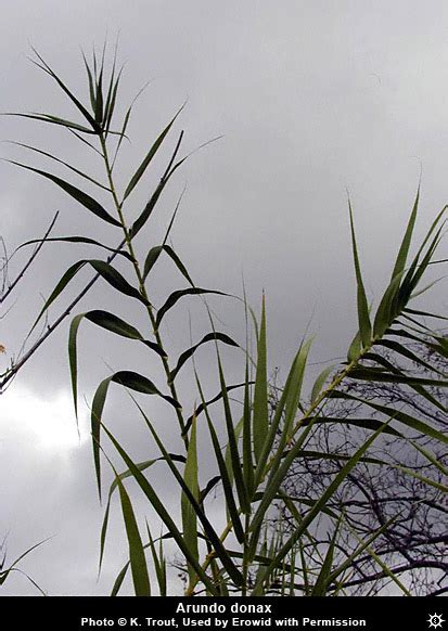 Erowid Plants Vaults Images Arundo Donax