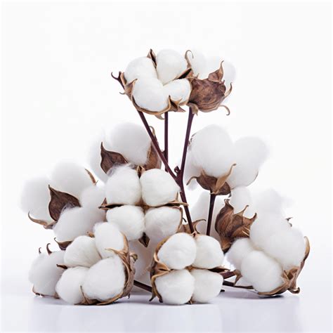 Premium Ai Image Cotton Isolated On White Background