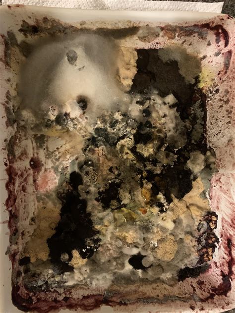 Just Seen This Old Splatoon Concept Art From Back When They Were All Still Rabbits Does Anybody