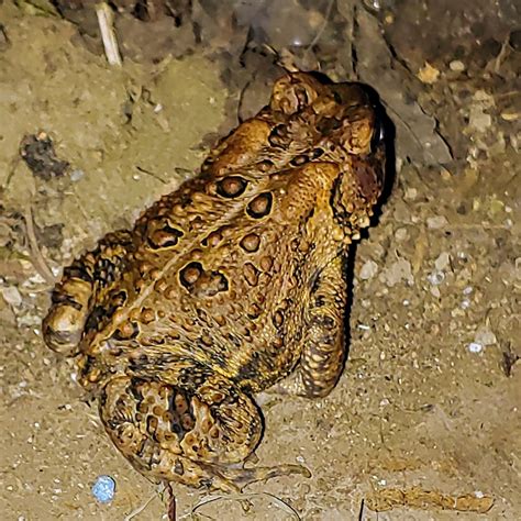 Cool Toad V40 Auto Rlgv40