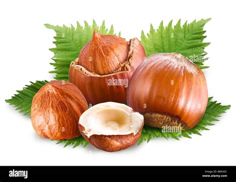 Filbert Nut Cut Out Stock Images And Pictures Alamy