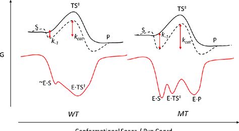 The Impacts Of Framework Mutations On Steady State Kinetics Of An