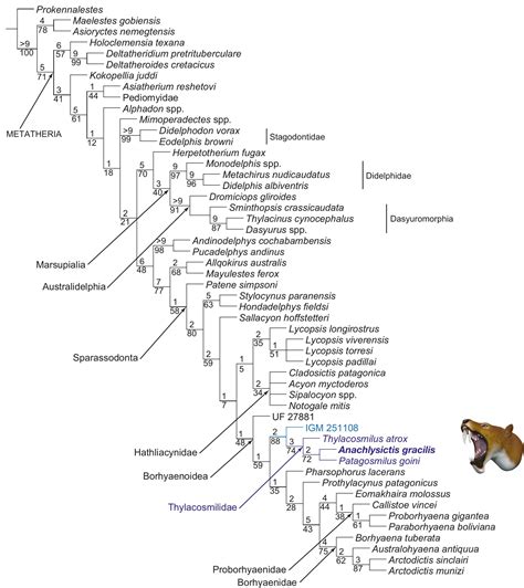A Sabre Tooth Predator From The Neotropics Cranial Morphology Of