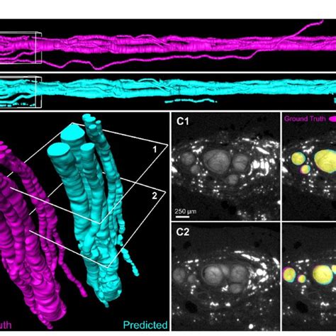Deep Learning Segmentation Of The Full Three Dimensional Fascicles Of A