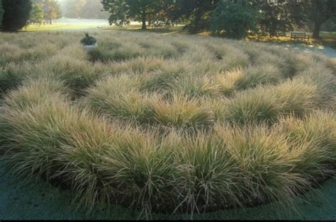 Grass Maze At Cambridge Botanic Garden