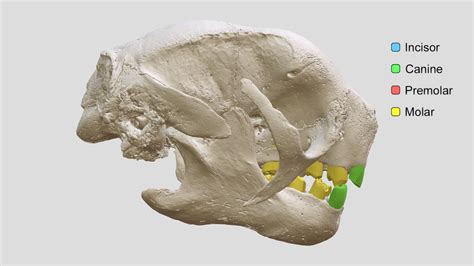 Bradypus Variegatus Msb Mamm 55206 3d Model By Biodiversity [6ca5c69] Sketchfab