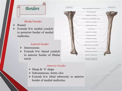 Tibia Bone Pptx