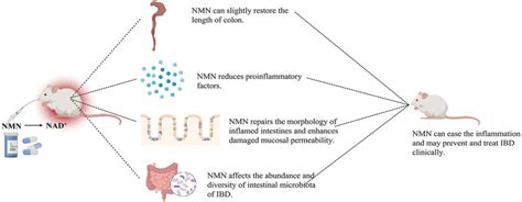 Study Suggests Nmn Can Treat Inflammatory Bowel Disease