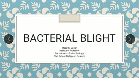 Bacterial Blight Coffee Stellarfelik