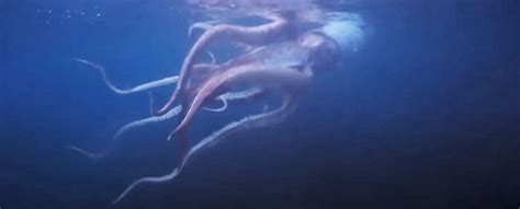 Giant Squid Tentacles Giant Squid Tentacles Wild Catch Ebagbg