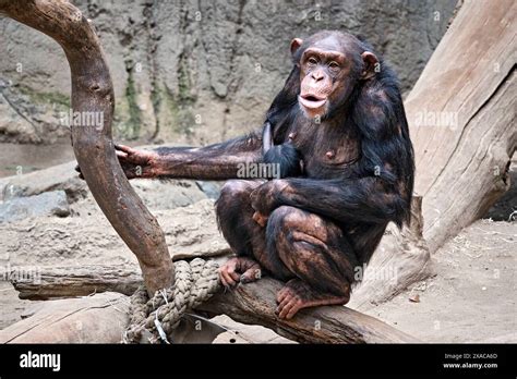 Westafrikanischer Schimpanse Pan Troglodytes Verus Westafrikanischer