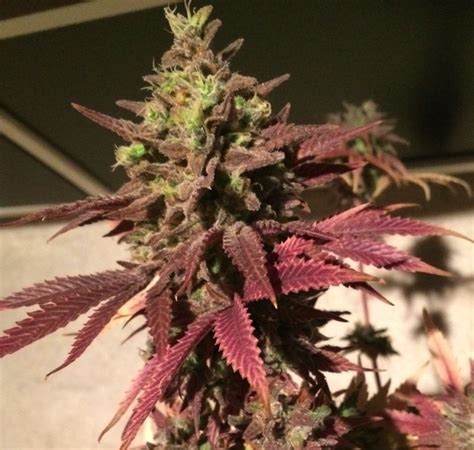 Pineapple Skunk Strain Humboldt Seed Organization Cannapedia