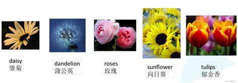 Alexnet网络详解实现花的种类识别alexnet花 Csdn博客