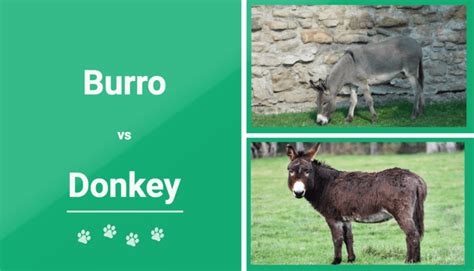 Burro Vs Donkey Whats The Difference With Pictures North West