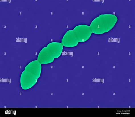 Coloured Scanning Electron Micrograph Sem Of Streptococcus Pneumoniae Gram Positive