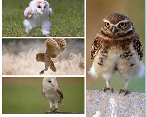 Owl Legs Natures Weirdest Bird Feature Finally Makes Sense