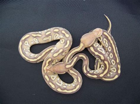 Morph List World Of Ball Pythons