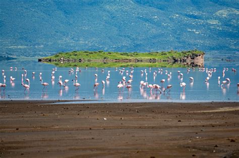 Pink Lesser Flamingos At Lake Natron With Volcano On Background In Rift