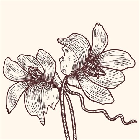 손으로 그린 사프란 꽃 그림 무료 벡터