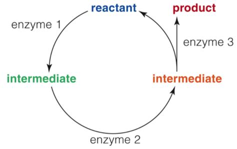 Biochem Exam 4 Flashcards Quizlet
