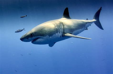 239 Shark Names BEST Male Female Ideas