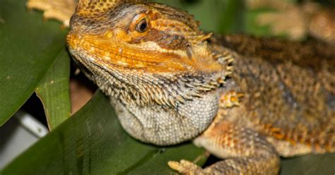 Bearded Dragon Tumors And Abnormal Growths A Guide For Young Dragon