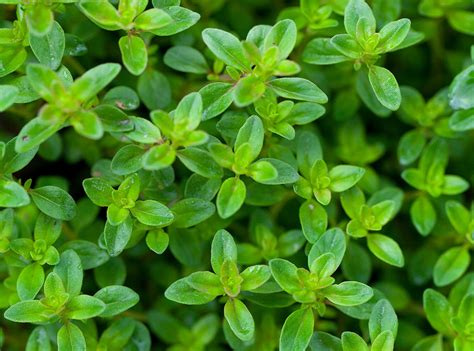 Thyme Plant Cuttings At Keith Turner Blog