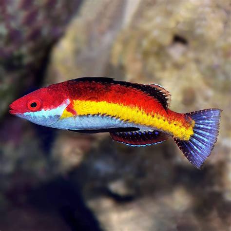 Naokos Fairy Wrasse Cirrhilabrus Naokoae In Indian Ocean Saltwater
