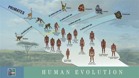 Human Evolution Tree And History Timeline Prähistorisches Biologie