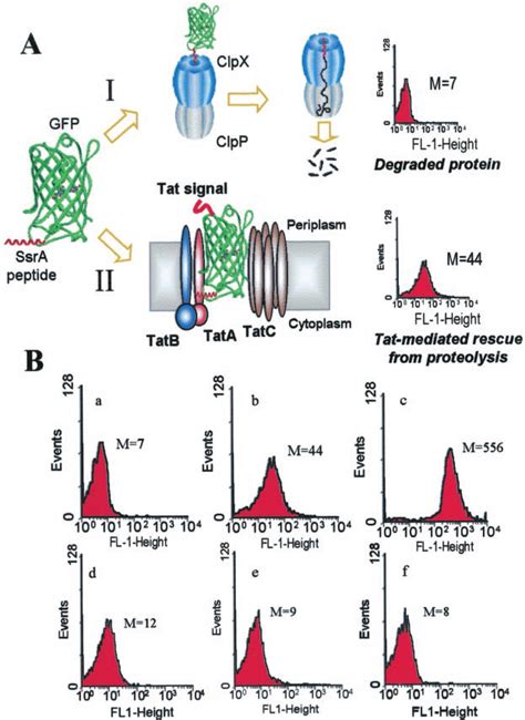 A Schematic Diagram Showing The Principle Of The Twin Arginine Download Scientific Diagram