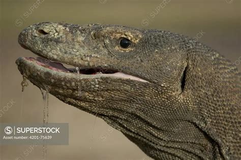 Komodo Dragon Varanus Komodoensis Drooling The Lizards Saliva Is