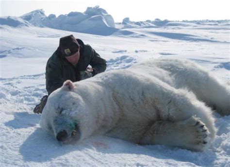 The Huge Polar Bear Nicknamed “stan” When Tranquilized The Weight