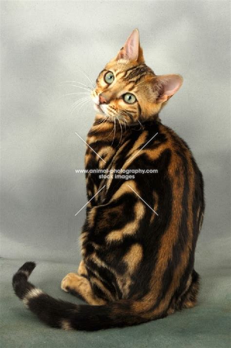 Young Brown Marble Bengal Cat Back View Bengal Cat Cute Cats Cute
