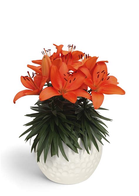 Tiny Heroes Zabo Plant