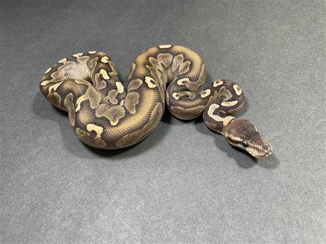 Ghi Special Cinnamon Ball Python By Trigg Reptiles Morphmarket