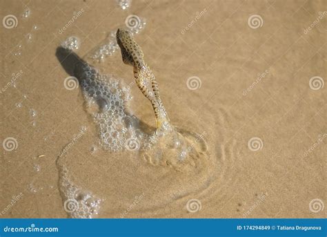 Sapo Saltando Da água Com Pernas Esticadas Imagem De Stock Imagem De
